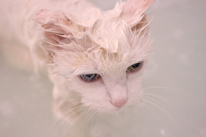 113 Cat Bubble Bath Stock Photos - Free & Royalty-Free Stock Photos ...
