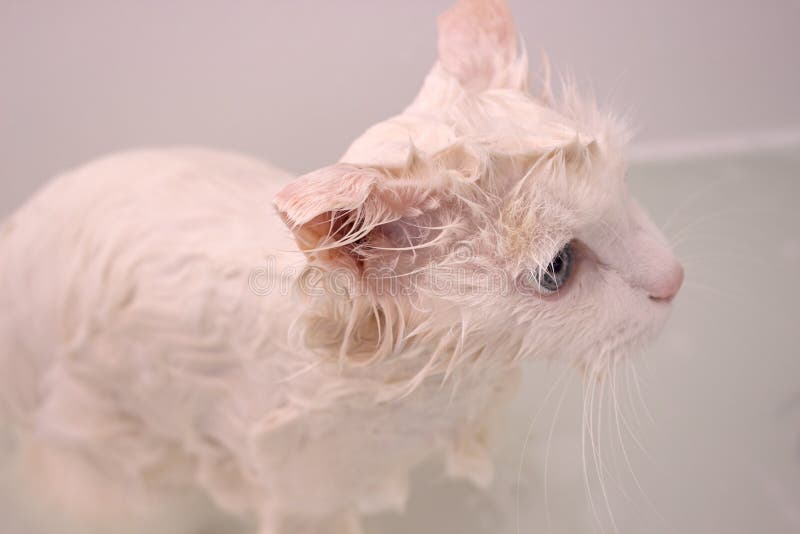 113 Cat Bubble Bath Stock Photos - Free & Royalty-Free Stock Photos ...