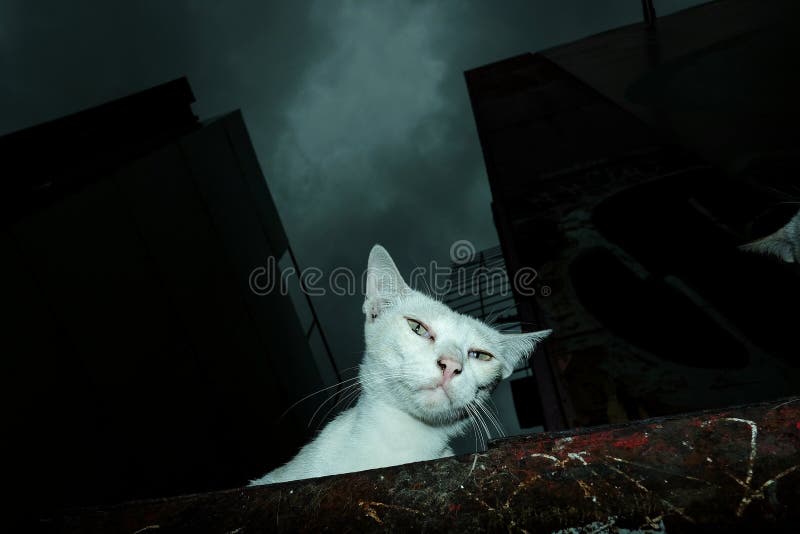 Cat stock image. Image of white, caught, black, storm - 80871509