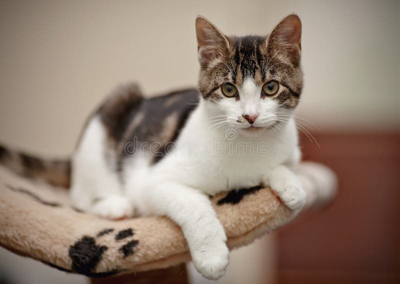 The Cat of a White Color with Striped Spots Stock Image - Image of ...