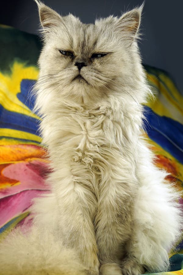 223 Awkward Cat Stock Photos - Free & Royalty-Free Stock Photos from ...