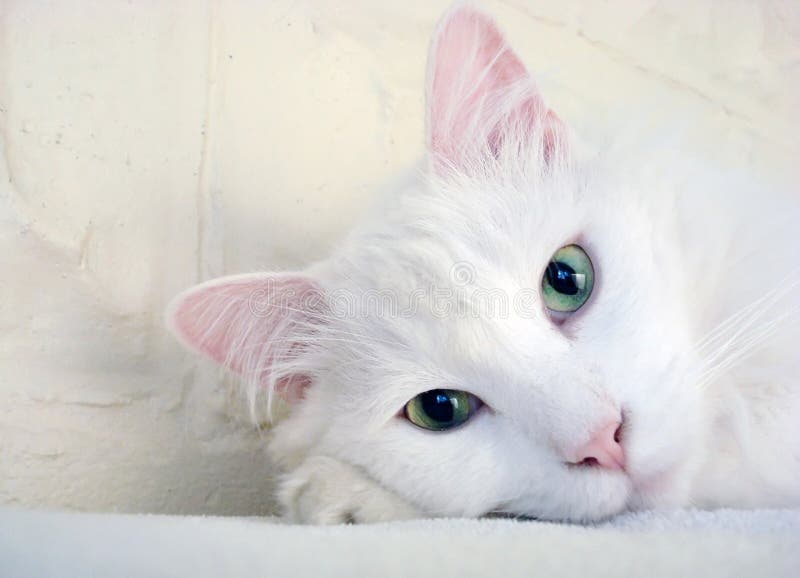 Cat, White, Face, Skin stock image. Image of kitten - 114790367