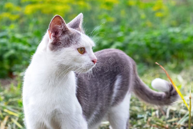 Cat with White and Gray Wool in the Garden Look Back Stock Image ...