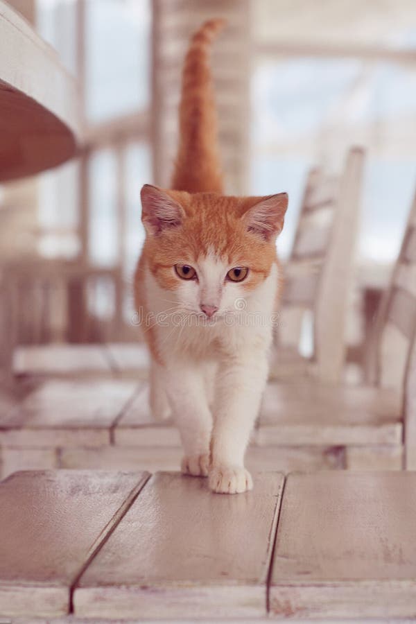 Cat in white interior stock image. Image of home, view - 37552977