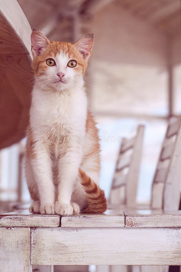 Cat in white interior stock photo. Image of carpet, domestic - 37553084
