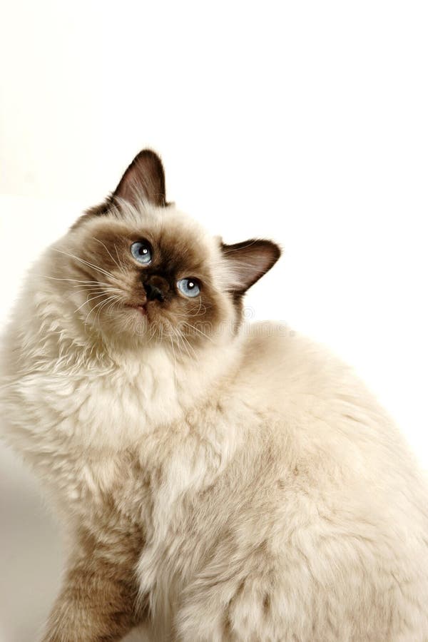 Cat on White with Soft Shadow Stock Image - Image of burmese, eyes: 8197229