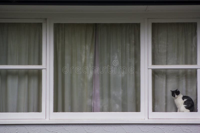 Cat on white window stock photo. Image of adorable, bicolor - 110947416