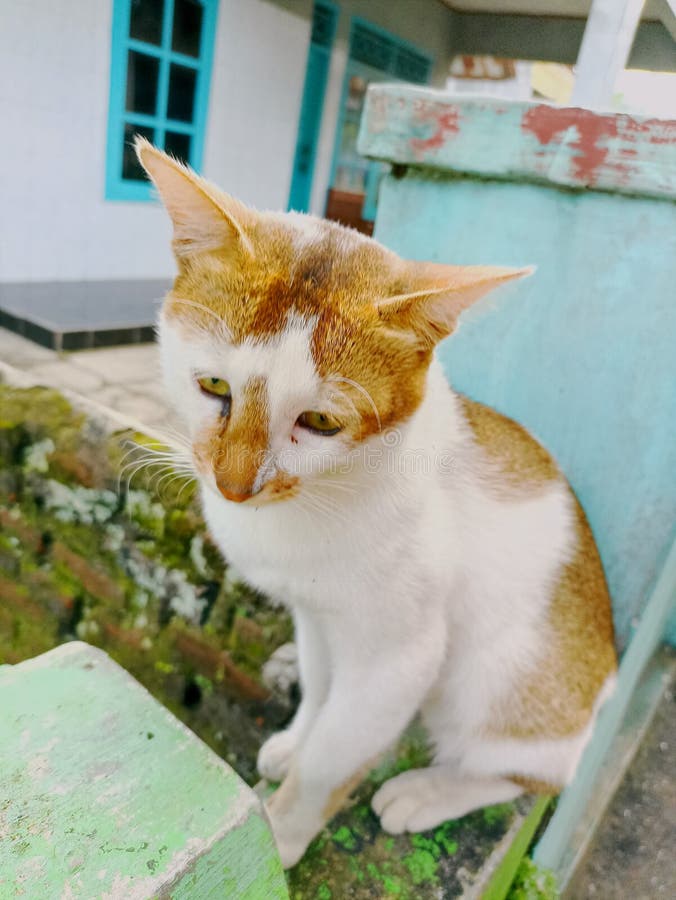 A Cat Who is Bored when he Wants To Go for a Walk Stock Photo - Image ...