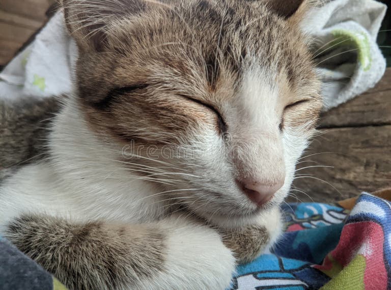 A cat who is lazing around stock image. Image of lazing - 322049257