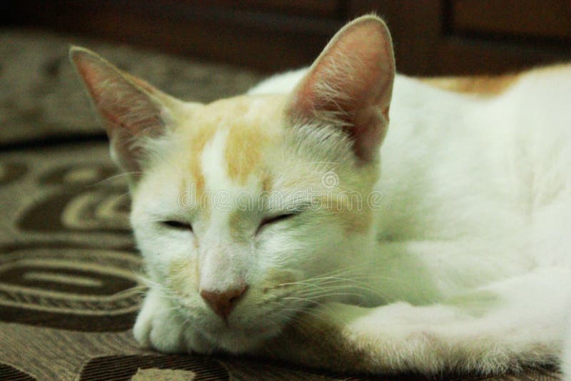 Sleeping Cat, Very Tired Cat, Fell Asleep Stock Image - Image of video ...
