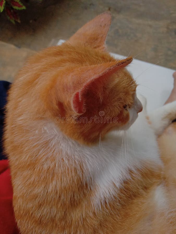 A Cat Who is Upset Thinking about His Lover Stock Image - Image of ...