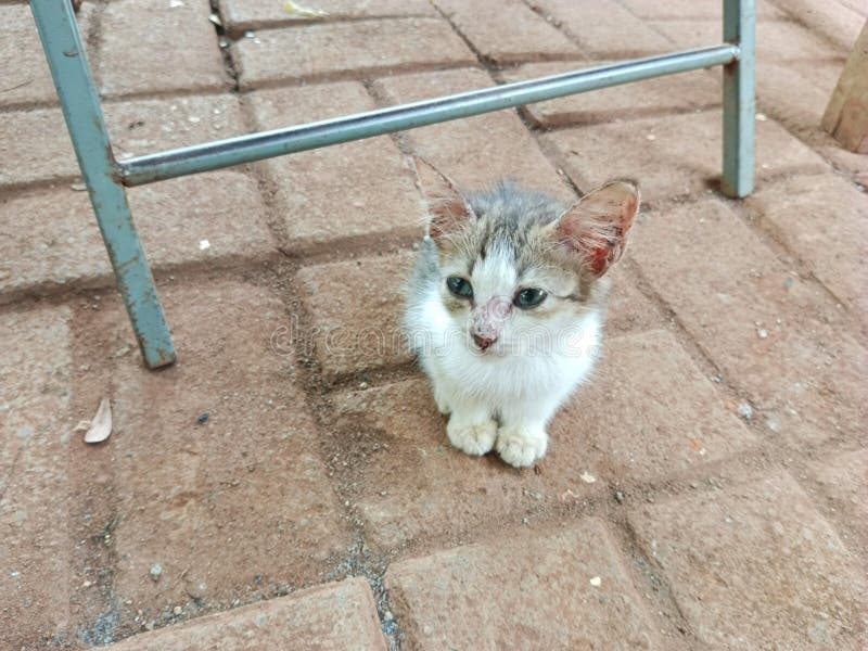 A Cat Who is Waiting for Lunch from His Master Stock Photo - Image of ...