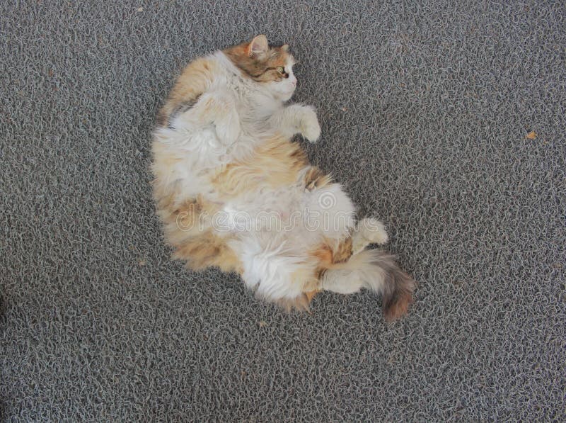 Hey cat stock image. Image of feather, mammals, tail - 125476551