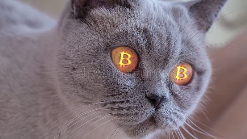 Cat in Whose Eyes Symbol of Bitcoin. Crypto Currency Stock Image ...