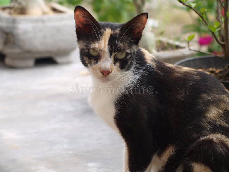 A Cat Whose Fur Has Three Colors Stock Photo - Image of colors, three ...