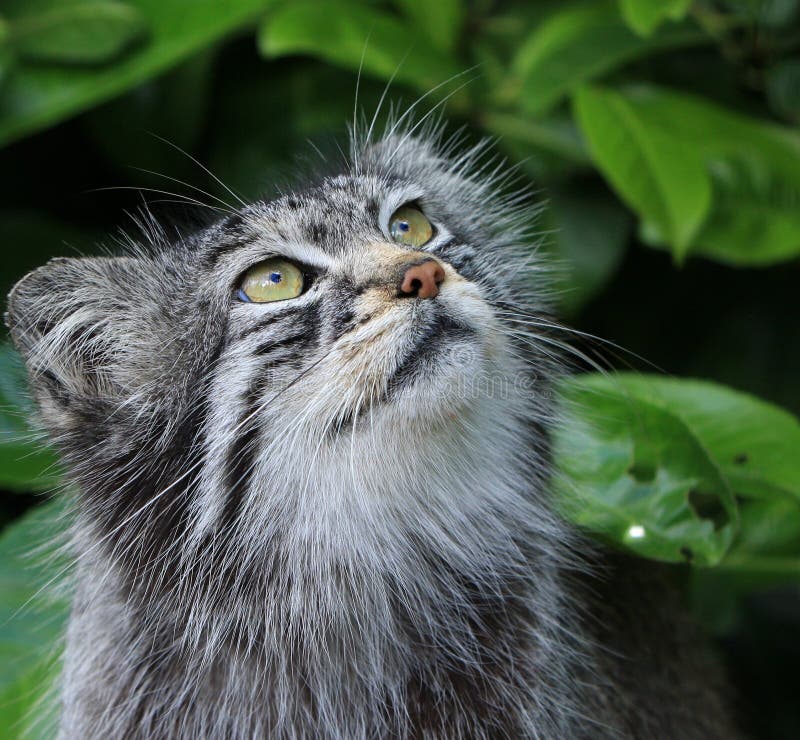 Manul or Pallas`s Cat, Otocolobus Manul, Cute Wild Cat from Asia ...