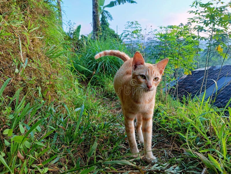 Cat wild cute grass pets stock photo. Image of cute - 278306406
