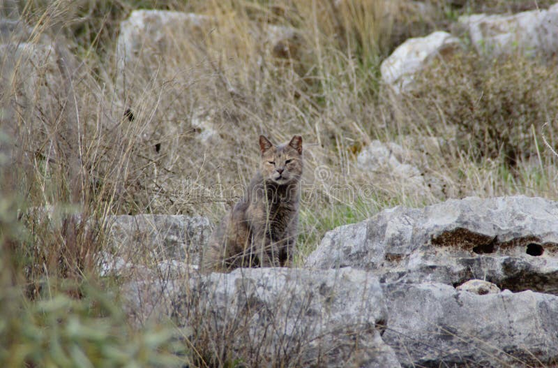 Cat in the Wild Rock. Animals Stock Photo - Image of rock, cats: 202200878