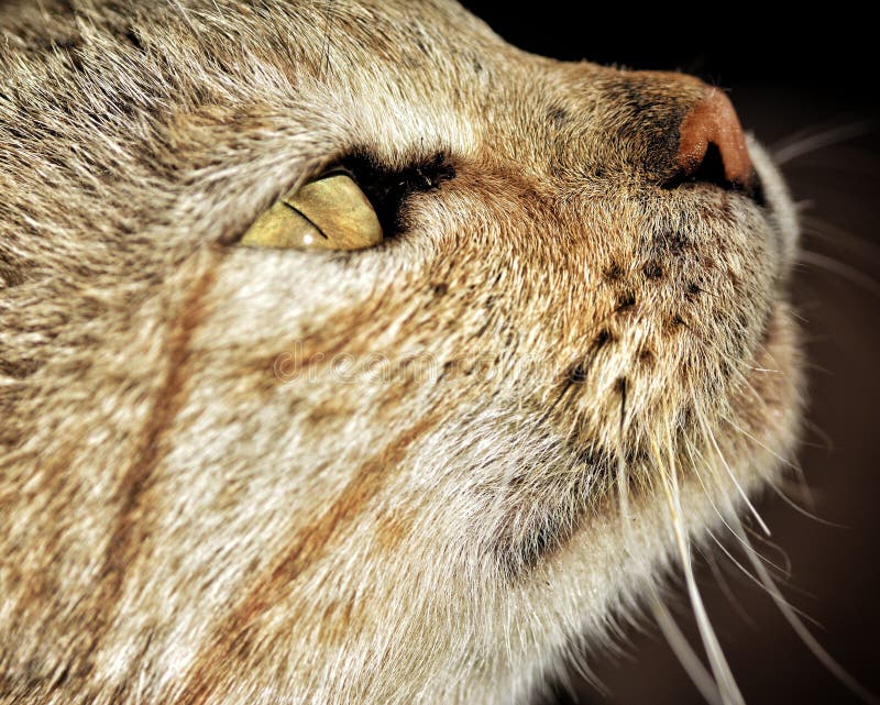 Cat Wildlife Eyes Brown Hairs Stock Photo - Image of snout, organ ...