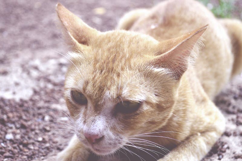 The Cat Will Jump Up To Catch Prey. Stock Image - Image of preya ...