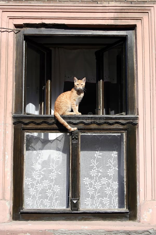 Cat by the window stock image. Image of animal, window - 3406891