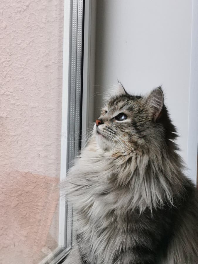 340+ Cat window Free Stock Photos - StockFreeImages