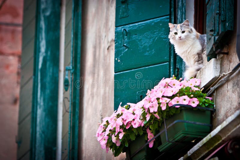 Greek Calico Cat at Wall Near Sea Stock Image - Image of looking, funny ...