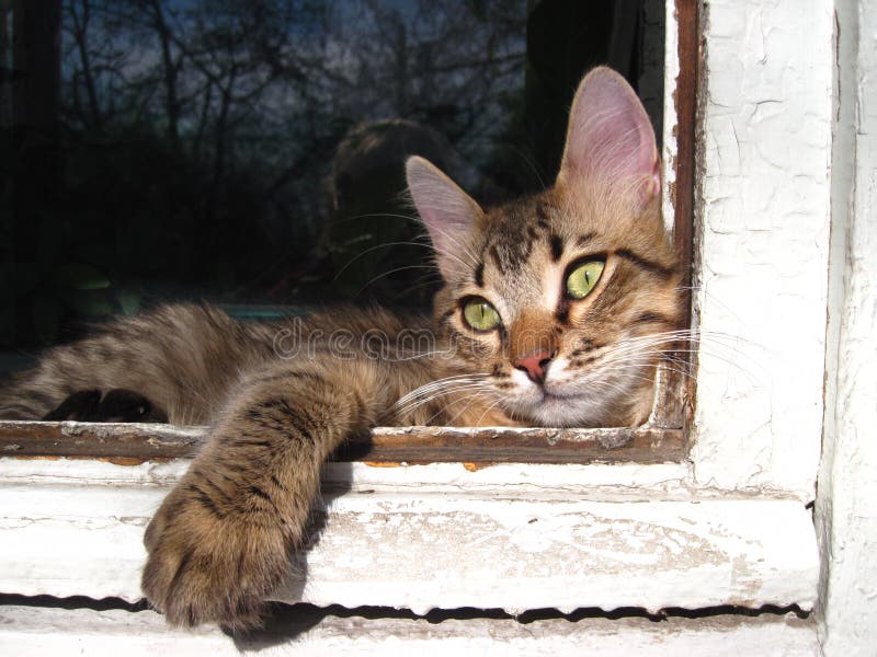 Funny Tabby Cat Near the Window Basking in the Sun Stock Image - Image ...