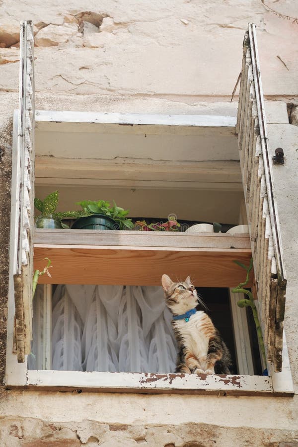 Cat by the window stock image. Image of animal, window - 3406891