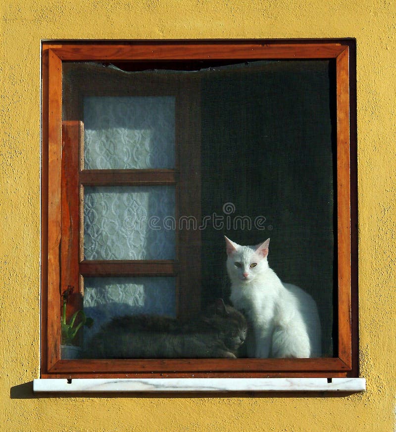Cat by the window stock image. Image of animal, window - 3406891