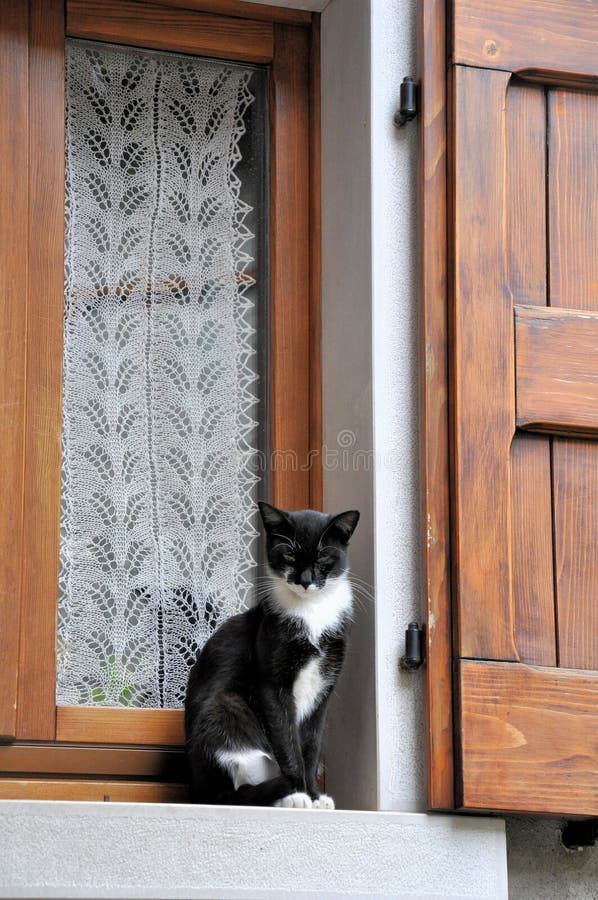 Cat by the window stock image. Image of animal, window - 3406891