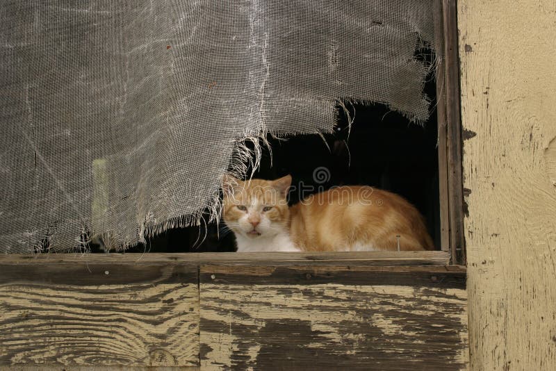 Cat in window stock photo. Image of fuzzy, jannelle, purr - 302822