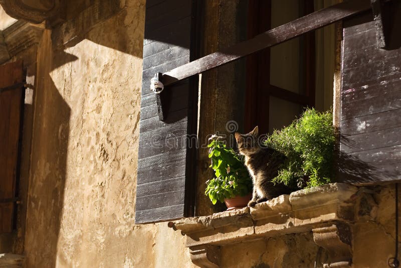 Cat on window stock photo. Image of sight, look, gaze - 3589458