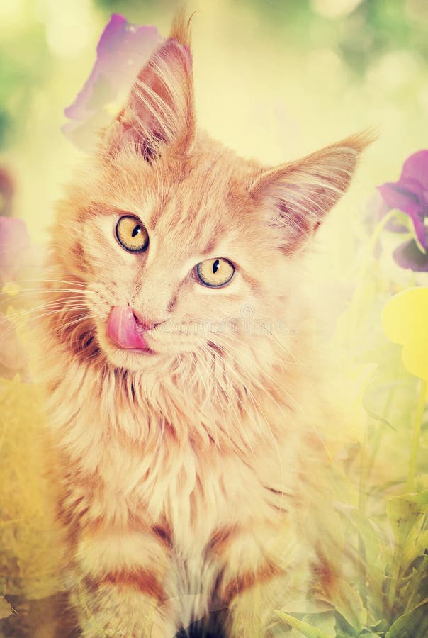 Cat at window stock image. Image of cute, domestic, tree - 51755125