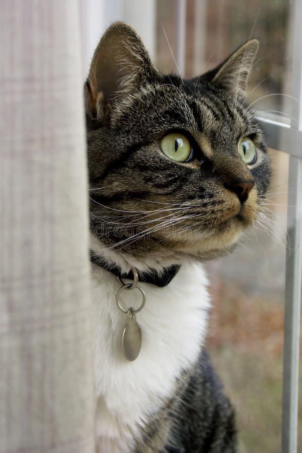 Cat in Window stock photo. Image of watching, curtain, tiger - 531340