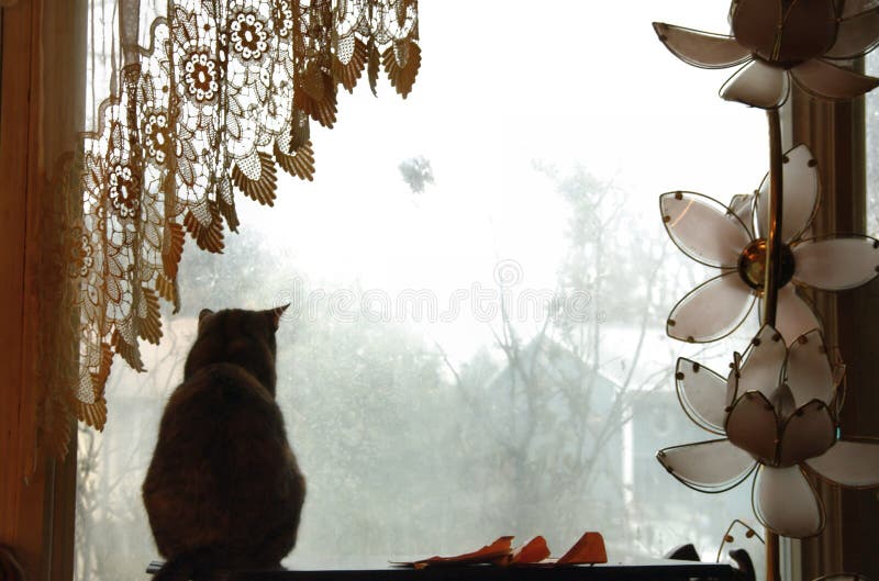 Cat by window stock image. Image of light, sillohette, camera - 627741