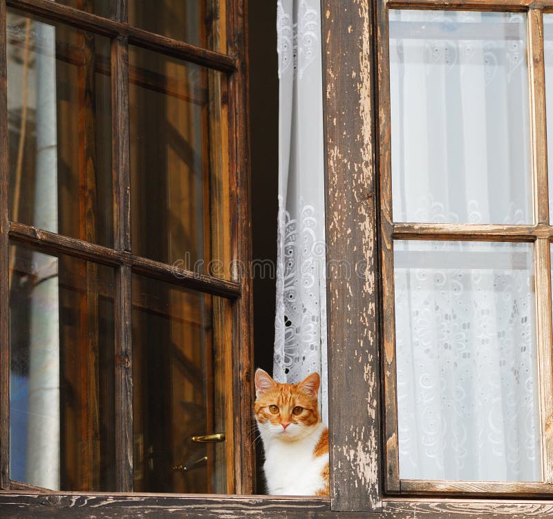 Cat at the window stock photo. Image of green, buildings - 1417946
