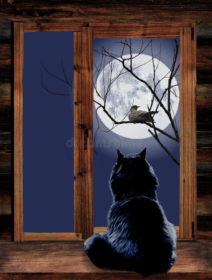 Cat in the Window and Bird on Branch at Moonlit Stock Photo - Image of ...