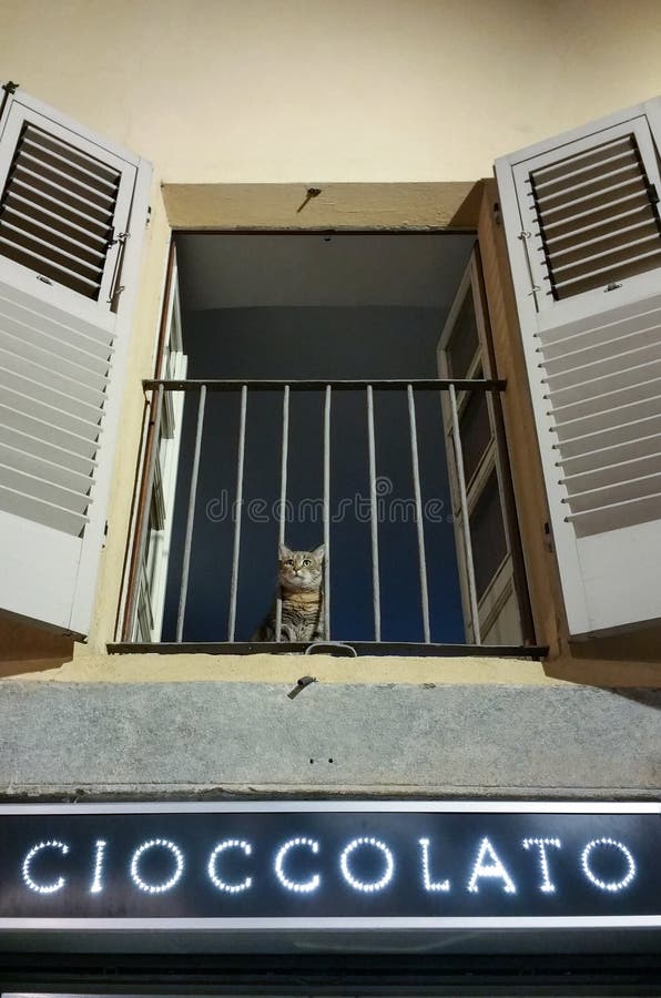 192 Cat Above Window Stock Photos - Free & Royalty-Free Stock Photos ...