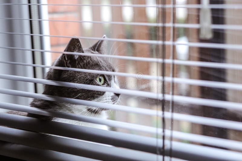 505 Cute Cat Window Blinds Stock Photos - Free & Royalty-Free Stock ...