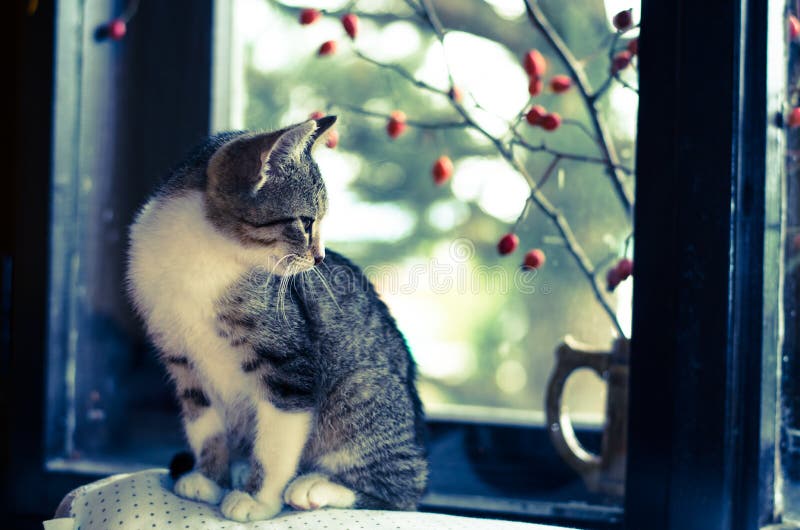 Cat and window stock image. Image of mammal, atmosphere - 100469577