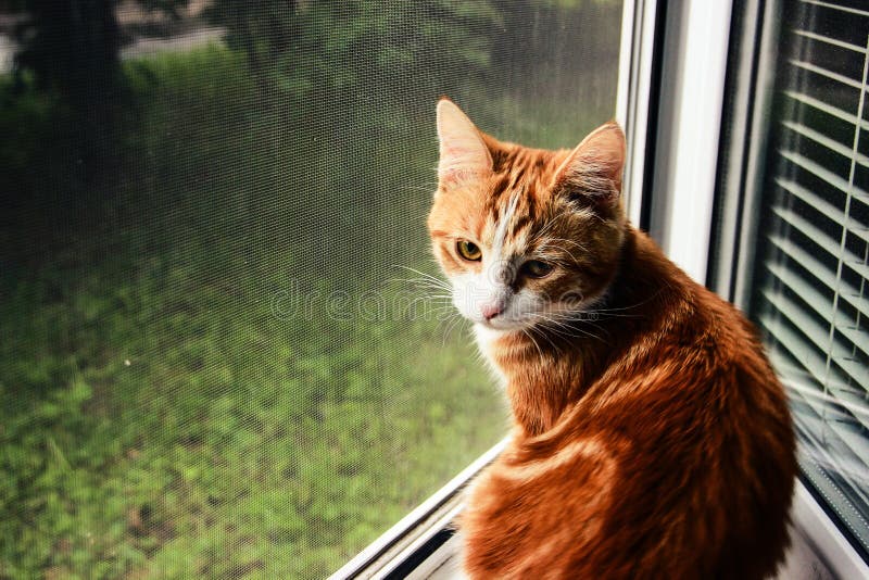 Cat on the window stock image. Image of window, look - 97745255