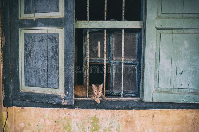 Cat in the Window on the Ruins of an Old House Stock Image - Image of ...