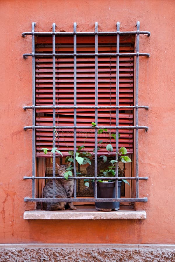 Cat and window stock photo. Image of wall, show, feline - 42545530