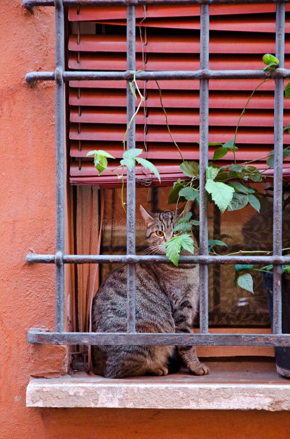 Cat and window stock image. Image of vase, show, outdoor - 42545589