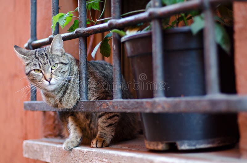 Cat and window stock photo. Image of shutter, animal - 42545798