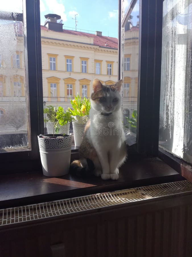 Cat stock photo. Image of windows, lion, animals, pets - 89650846