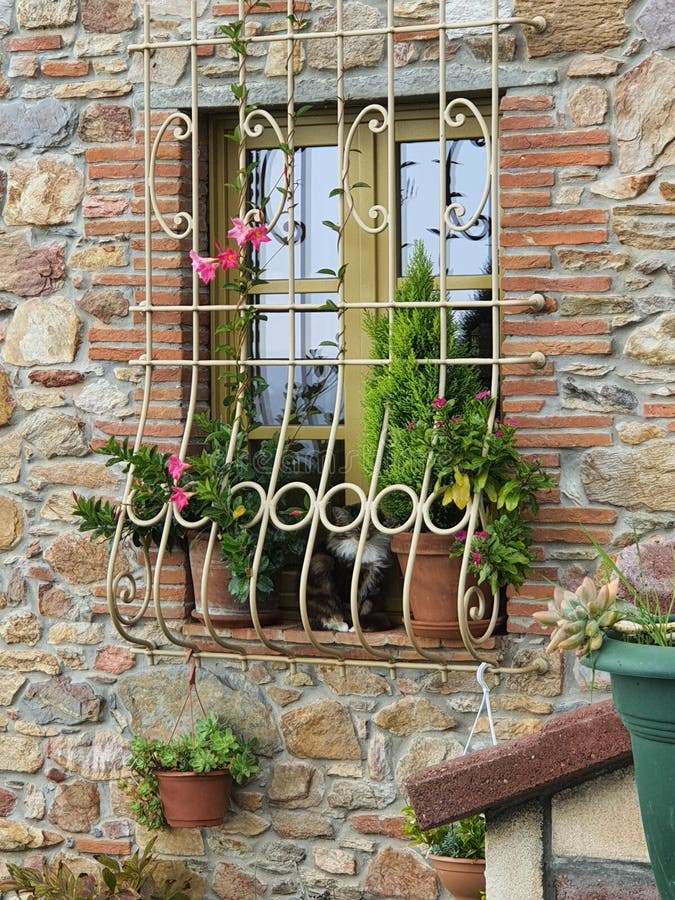 Cat windows and flower stock photo. Image of wood, plant - 205777348