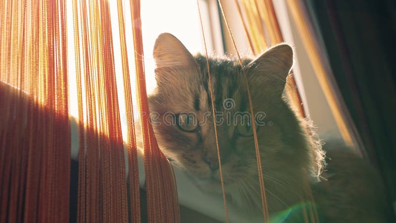 Cat on Windowsill in Backlit Sunlight Stock Video - Video of light ...