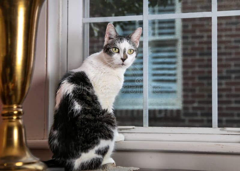 Cat on Windowsill Turned Around To Camera Stock Image - Image of white ...